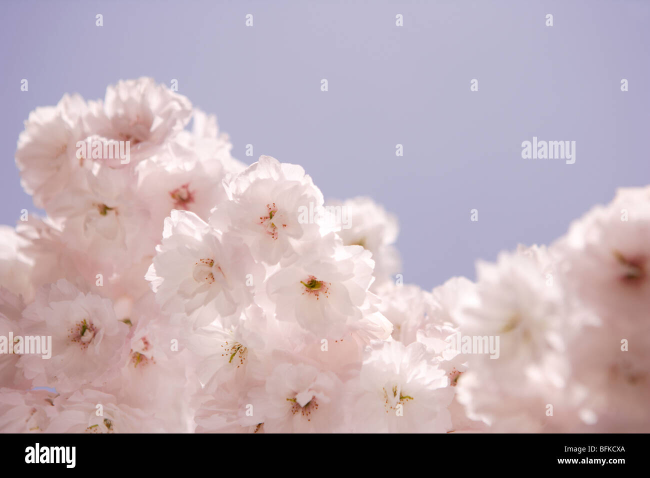 Cherry Blossom Pink Flower High Resolution Stock Photography and Images ...