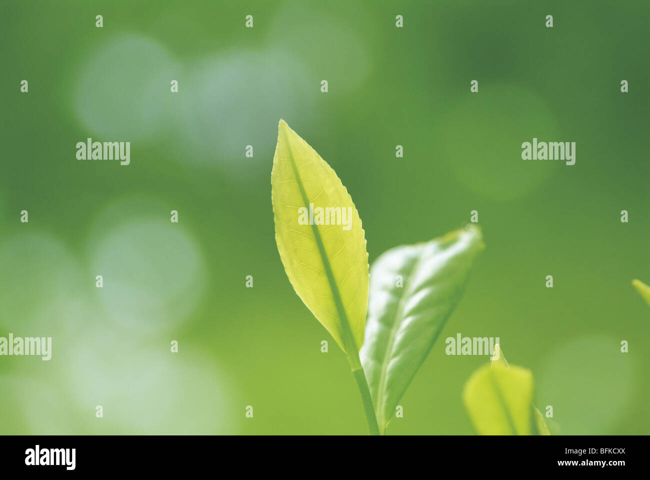 Tea leaves close up Stock Photo - Alamy