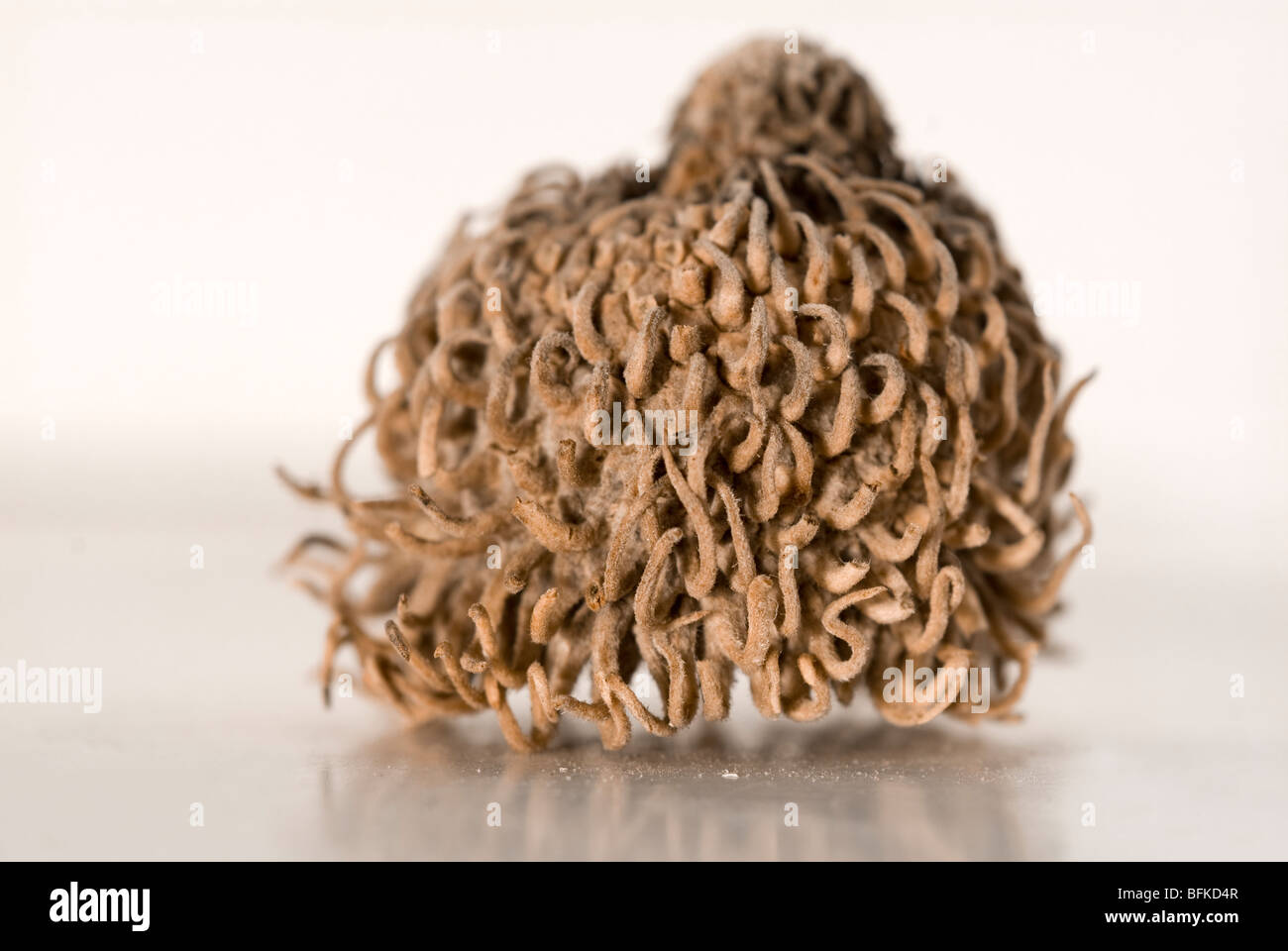 Acorn cap on white background Stock Photo - Alamy