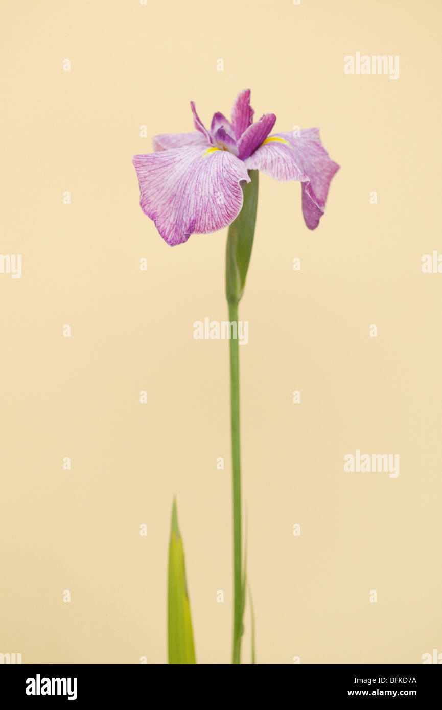 Iris colored background Stock Photo - Alamy