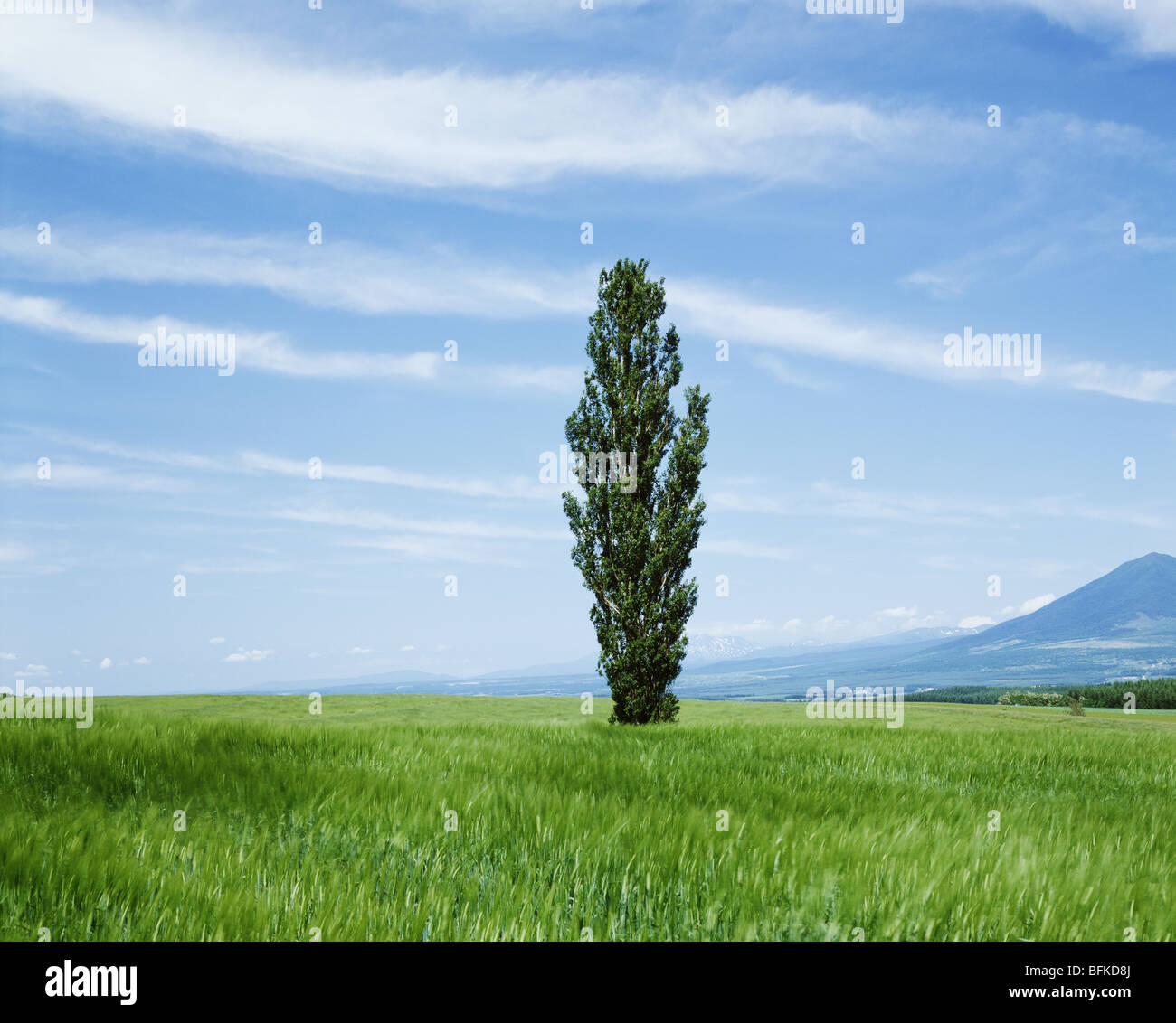 Poplar tree in field Furano city Hokkaido prefecture Japan Stock Photo ...