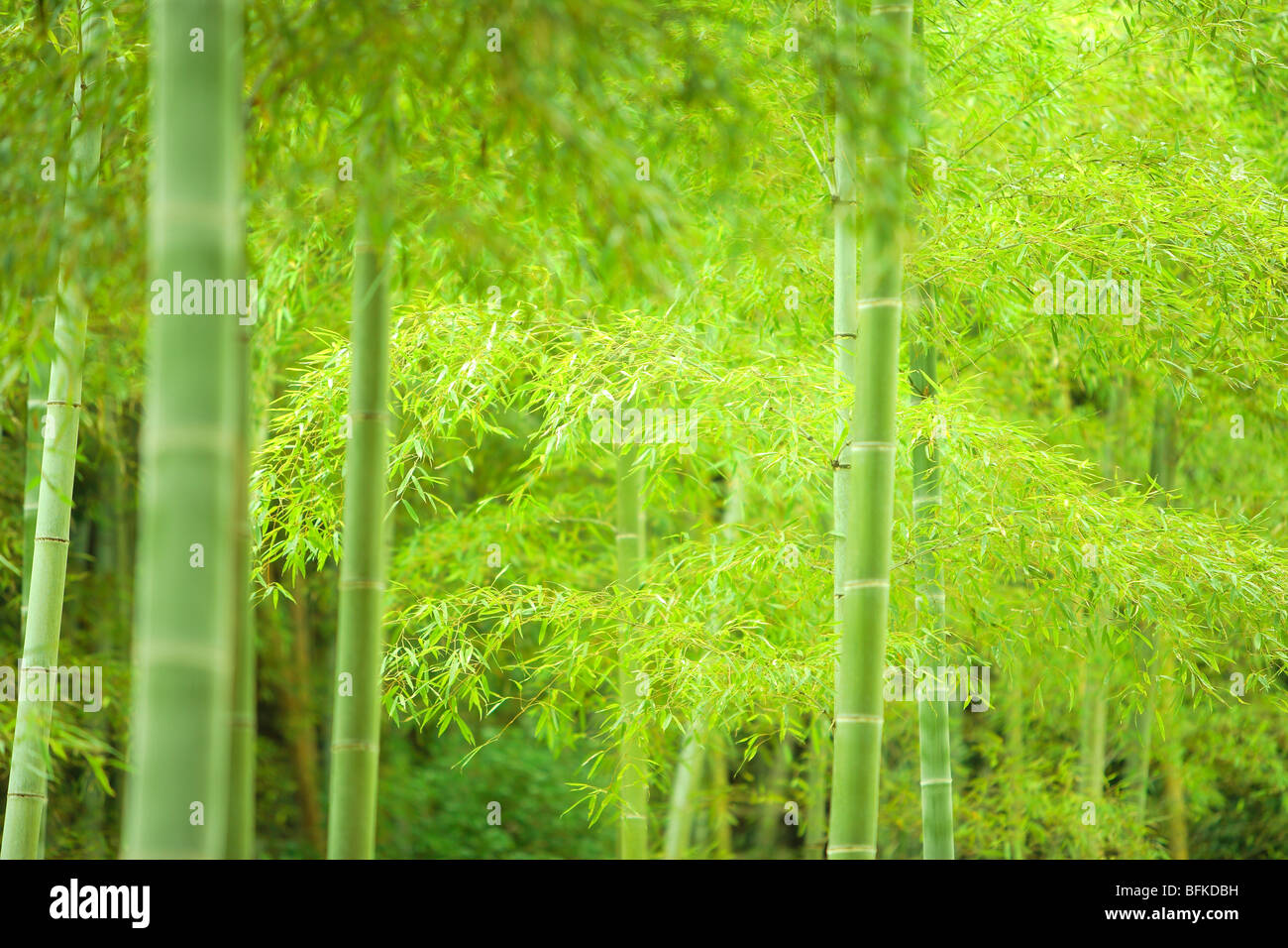 Grove plant hi-res stock photography and images - Alamy
