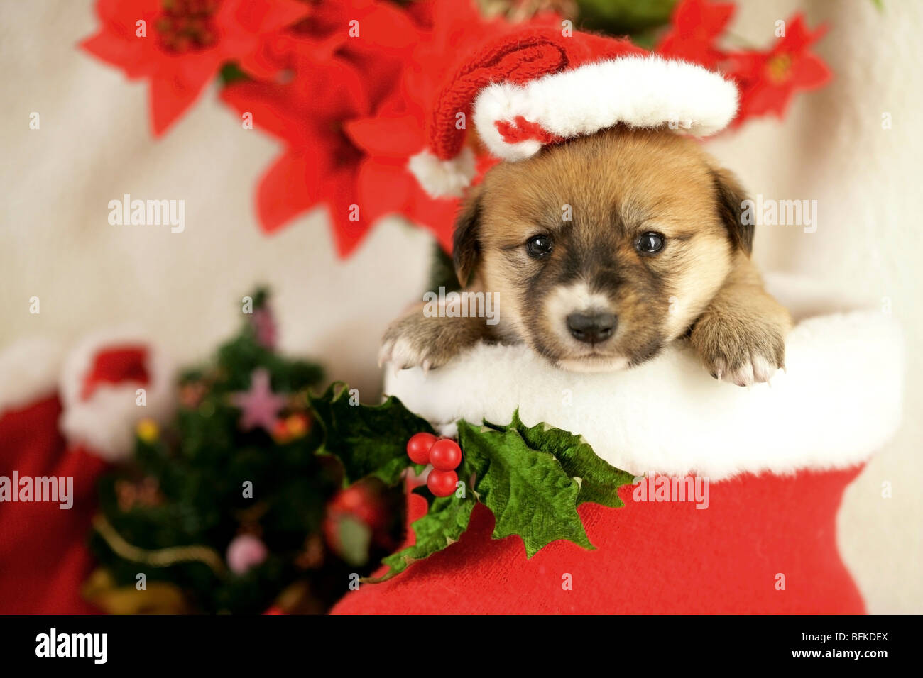Puppy in Christmas stocking Stock Photo - Alamy