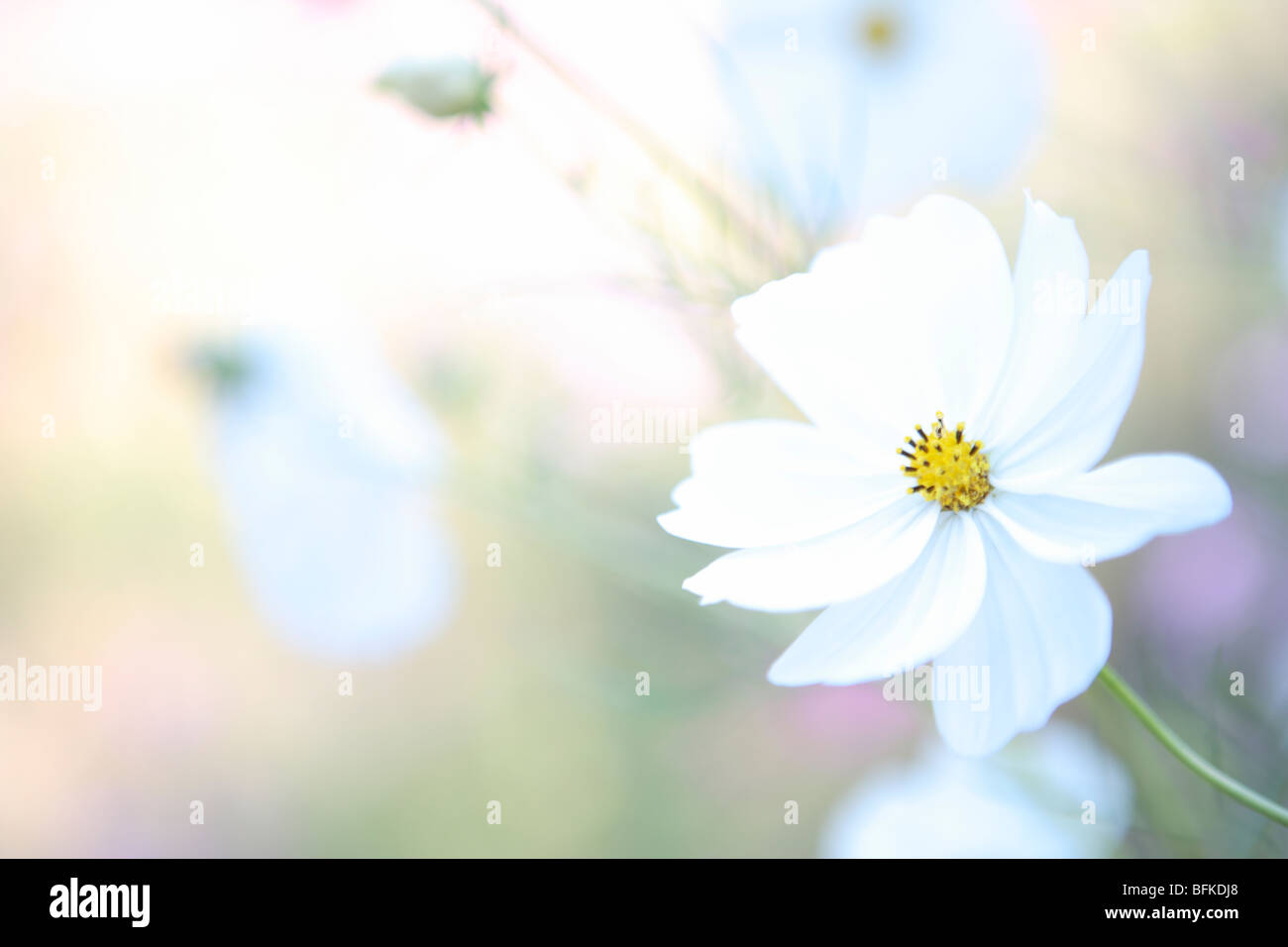 Cosmos Flower Japan Autumn High Resolution Stock Photography and Images ...