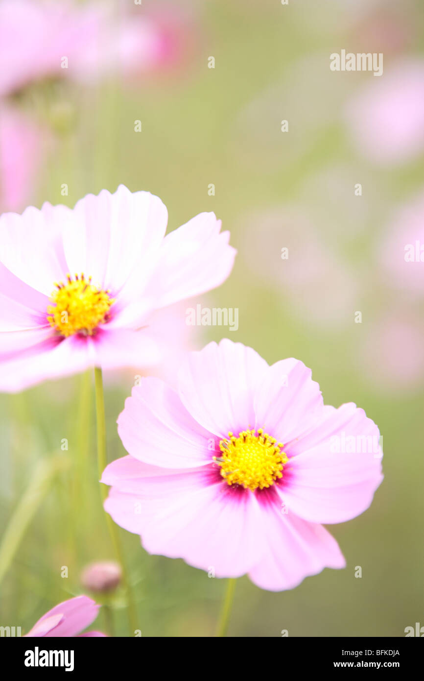 Cosmos hi-res stock photography and images - Alamy
