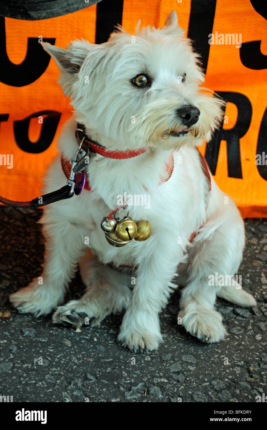 The dog and bell hi-res stock photography and images - Alamy