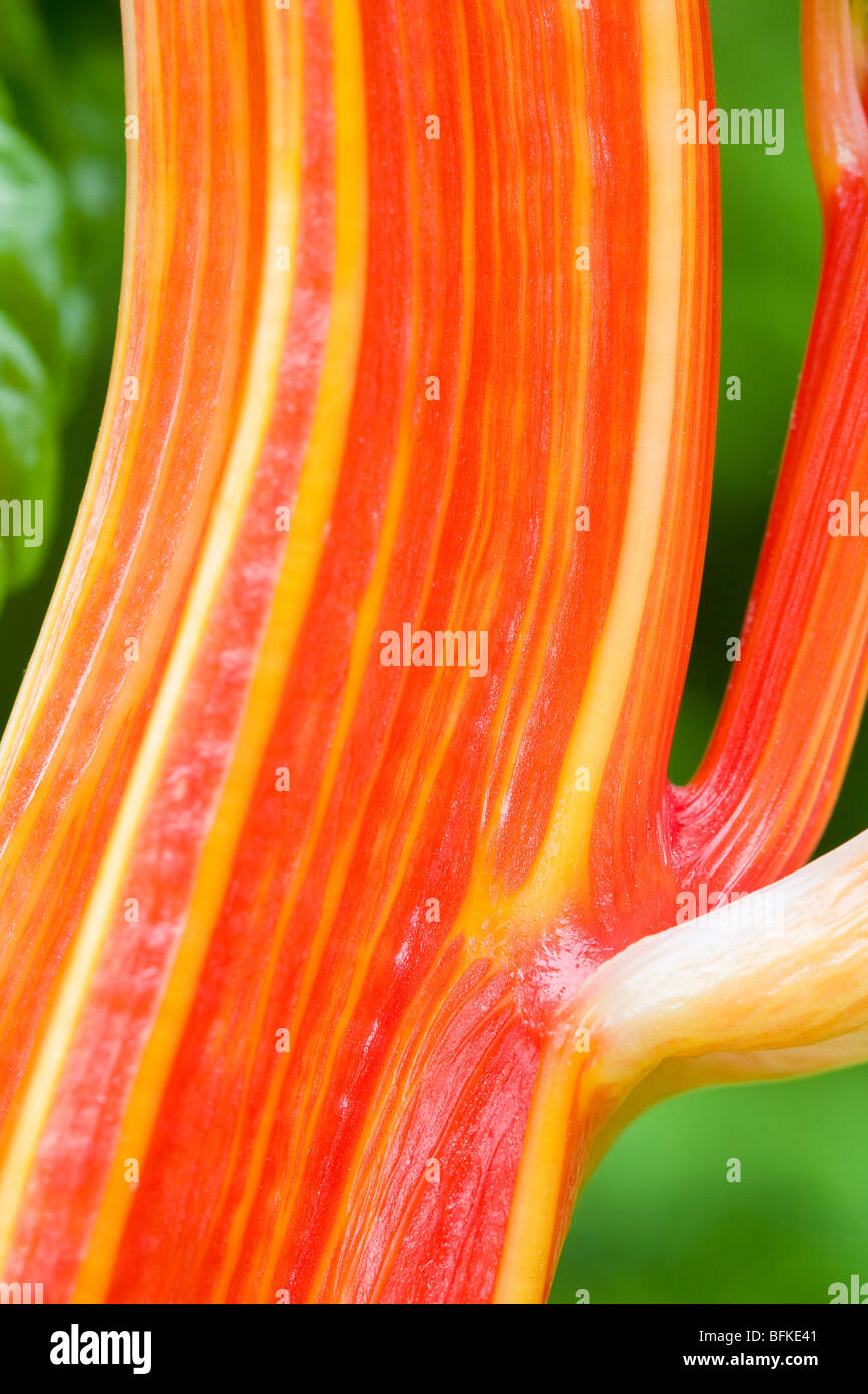 Red chard stalk hi-res stock photography and images - Alamy