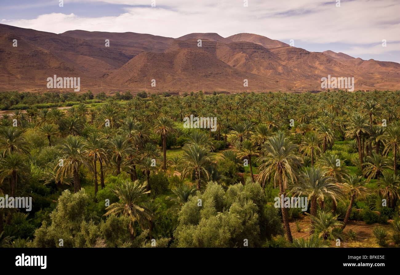 AGDZ, MOROCCO - Oasis of date palm trees at Tamnougalt kasbah, in the ...