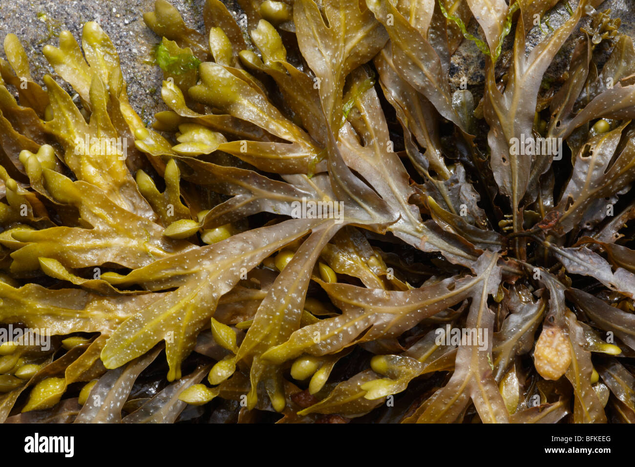 Fucus Spiralis