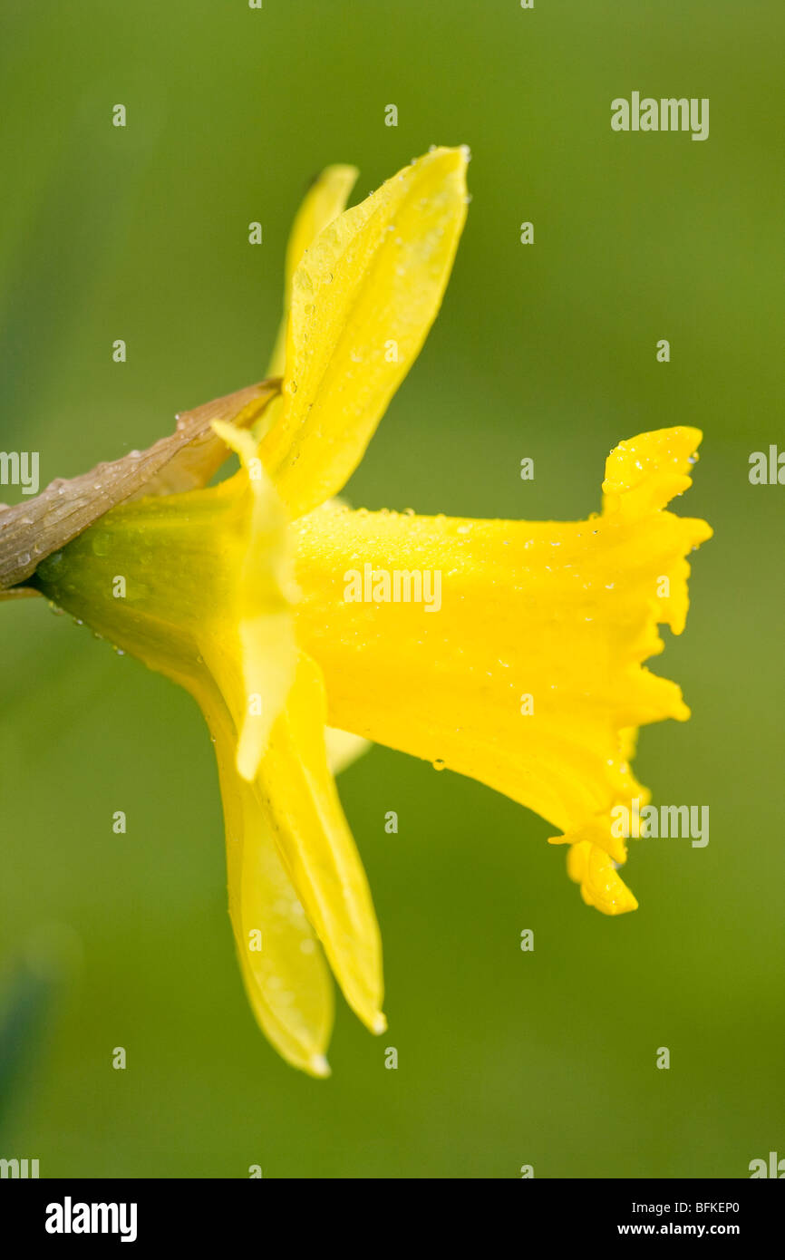 Daffodil Flowers with Raindrops Stock Photo - Alamy