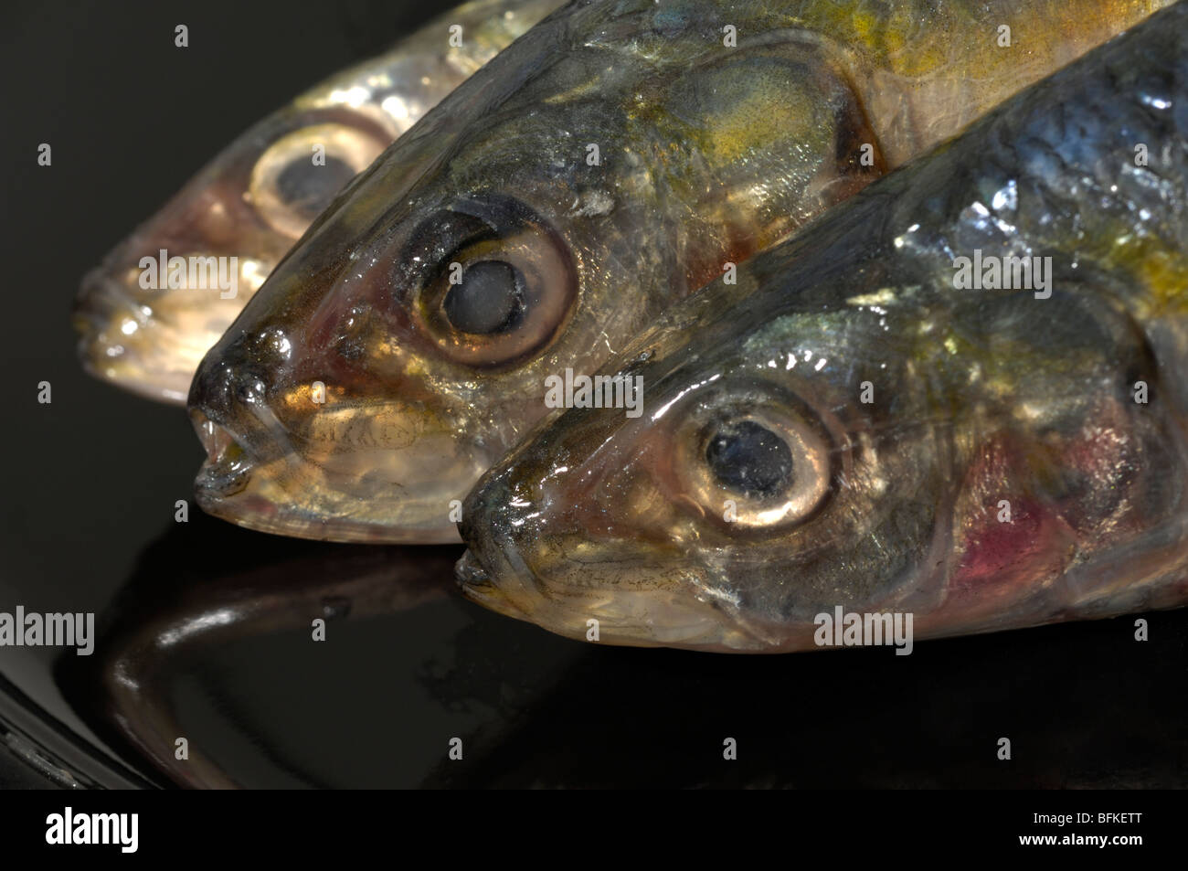 Three fish heads on black plate Stock Photo - Alamy