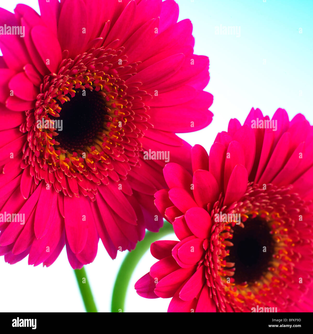 closeup two pink gerbera flower heads with green stems Stock Photo - Alamy