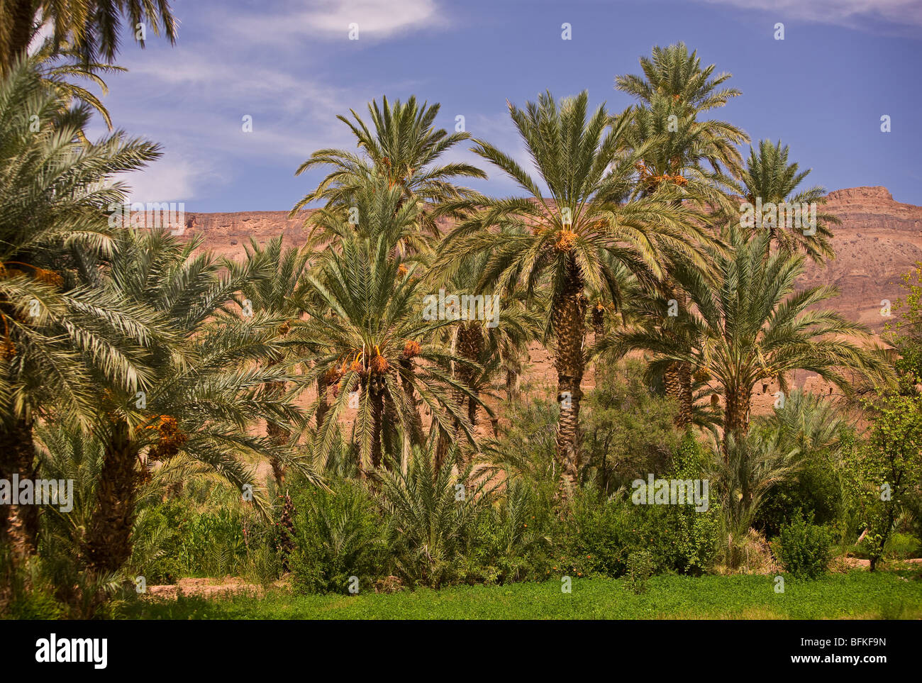 Palm tree mountains hi-res stock photography and images - Alamy