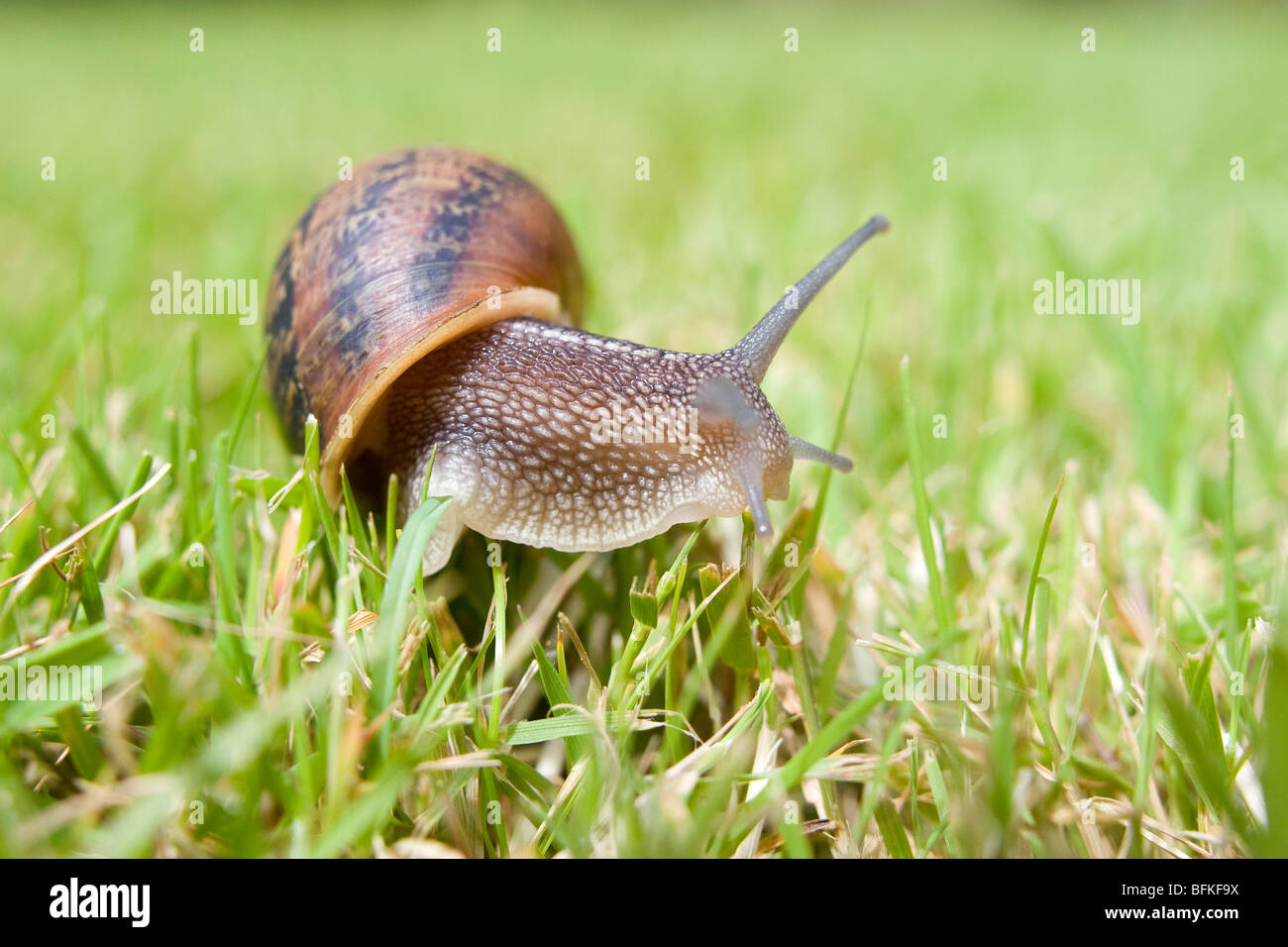 Common Garden Snail on Lawn Stock Photo - Alamy