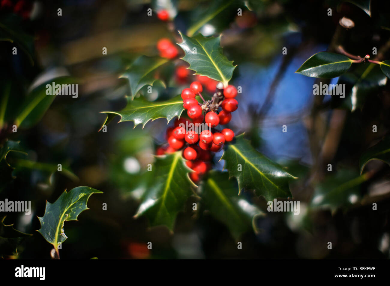 Sprig of holly hi-res stock photography and images - Alamy