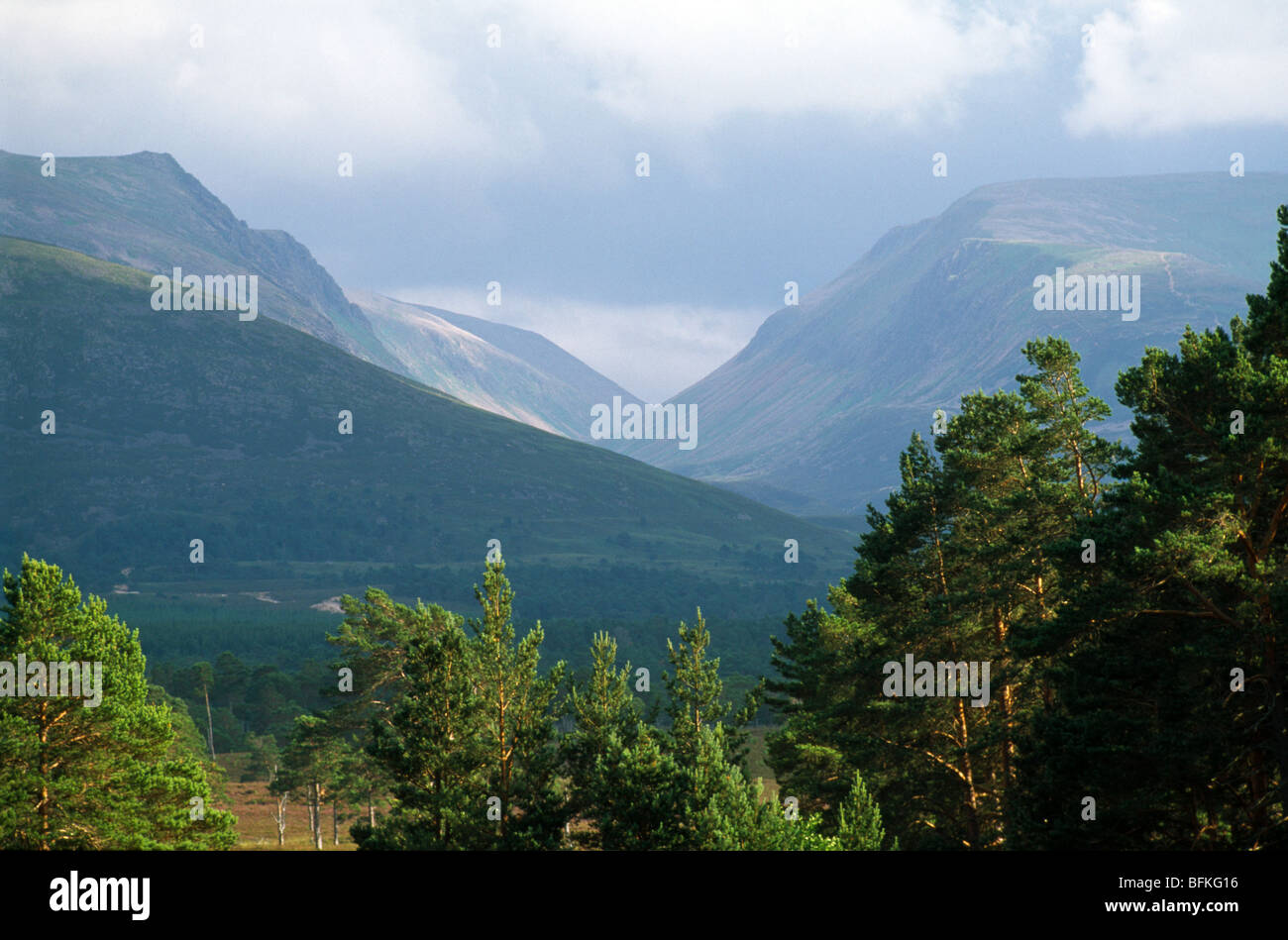 Ancient Caledonian Forest, Dramatic Landscape, Storm Clouds, Cairngorms ...