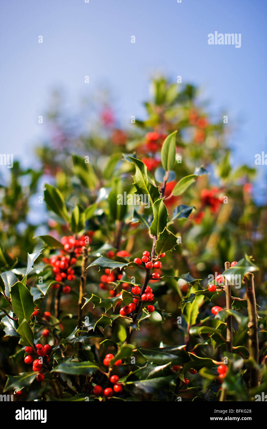 Holly bush hi-res stock photography and images - Alamy