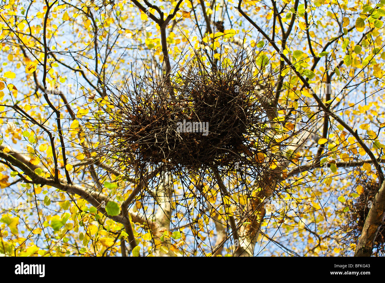Pictures Of Bird Nests In Trees at Cecil Messer blog