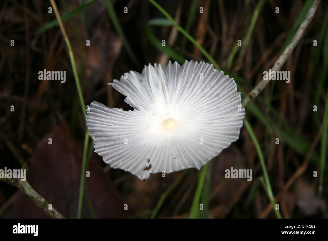 A white flower in the Wayanad District of Kerala in India Stock Photo ...