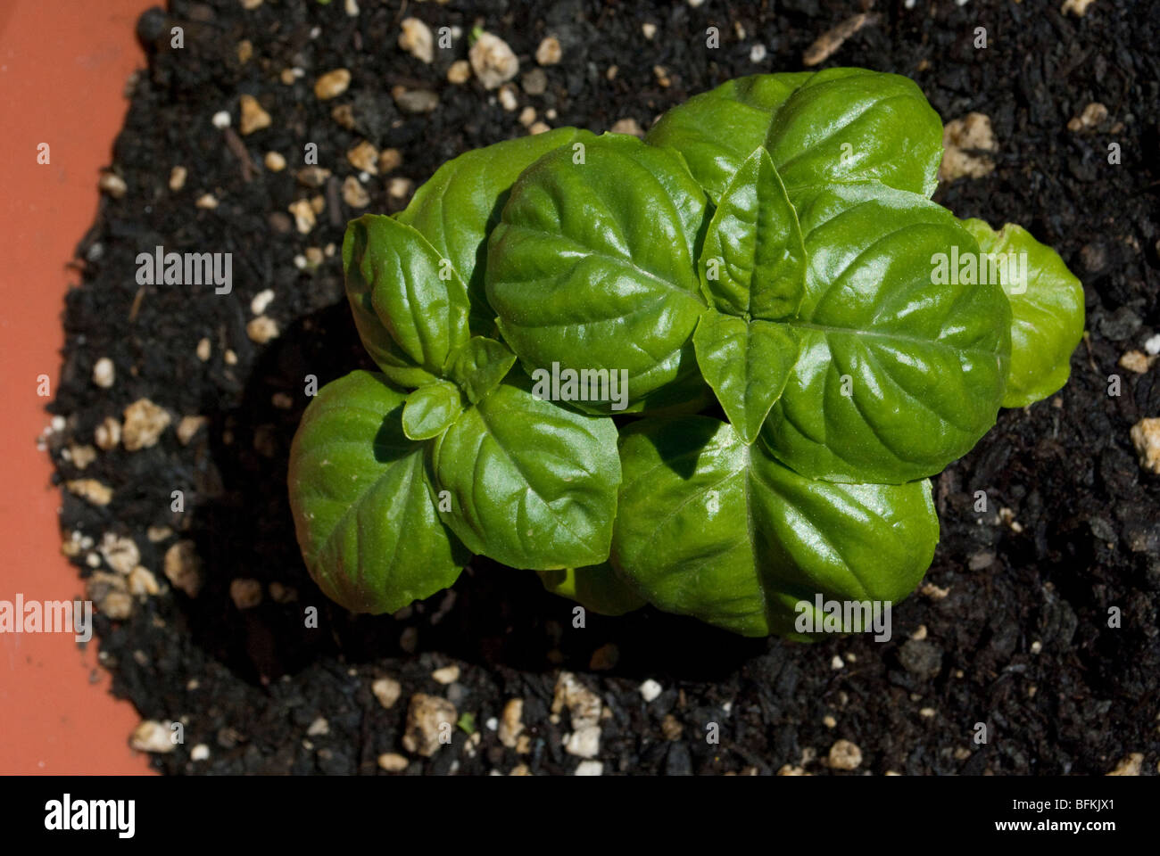 Basil herb plant in home garden planter Stock Photo - Alamy