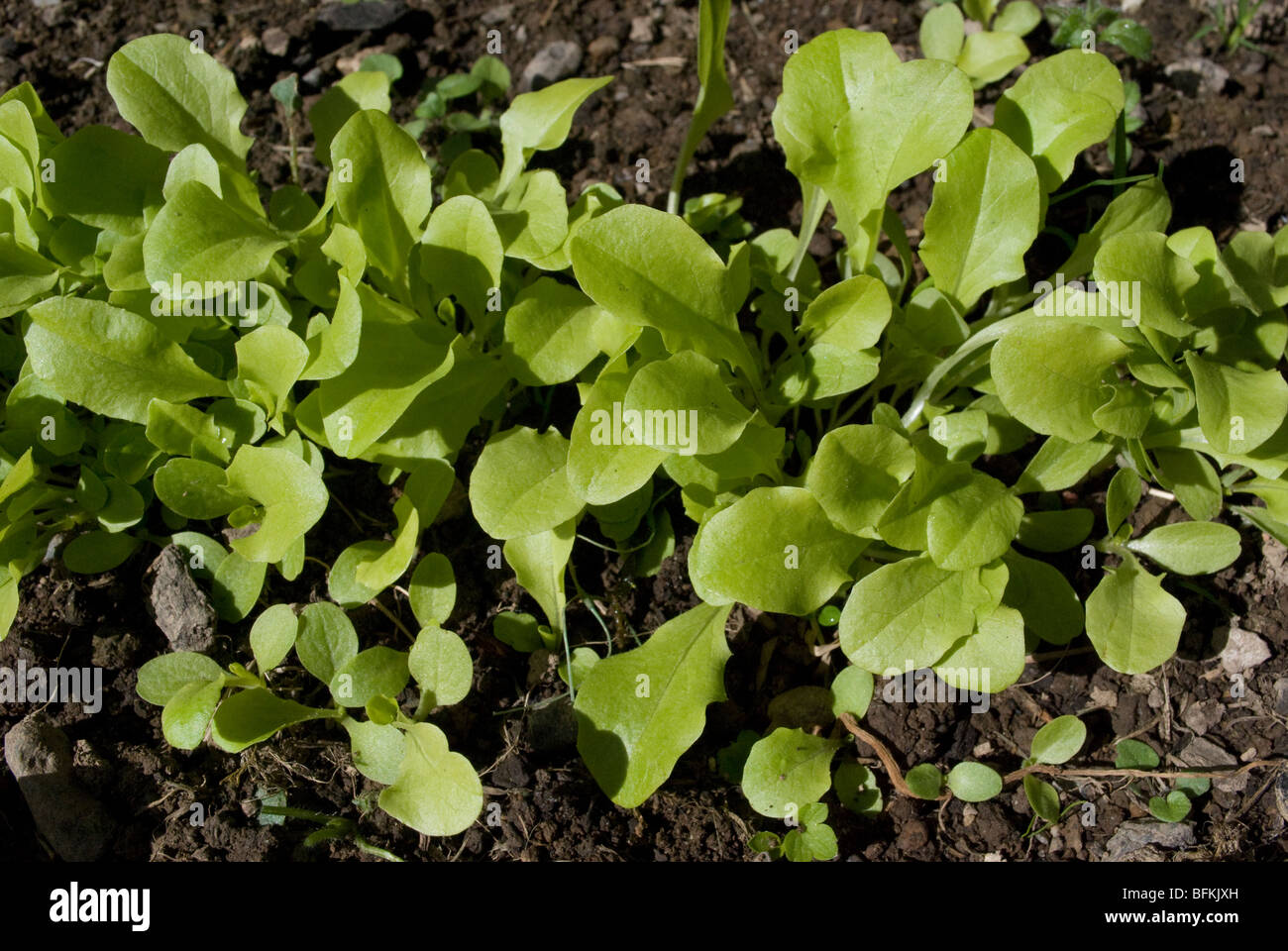 Lettuce starts in a backyard home garden Stock Photo - Alamy