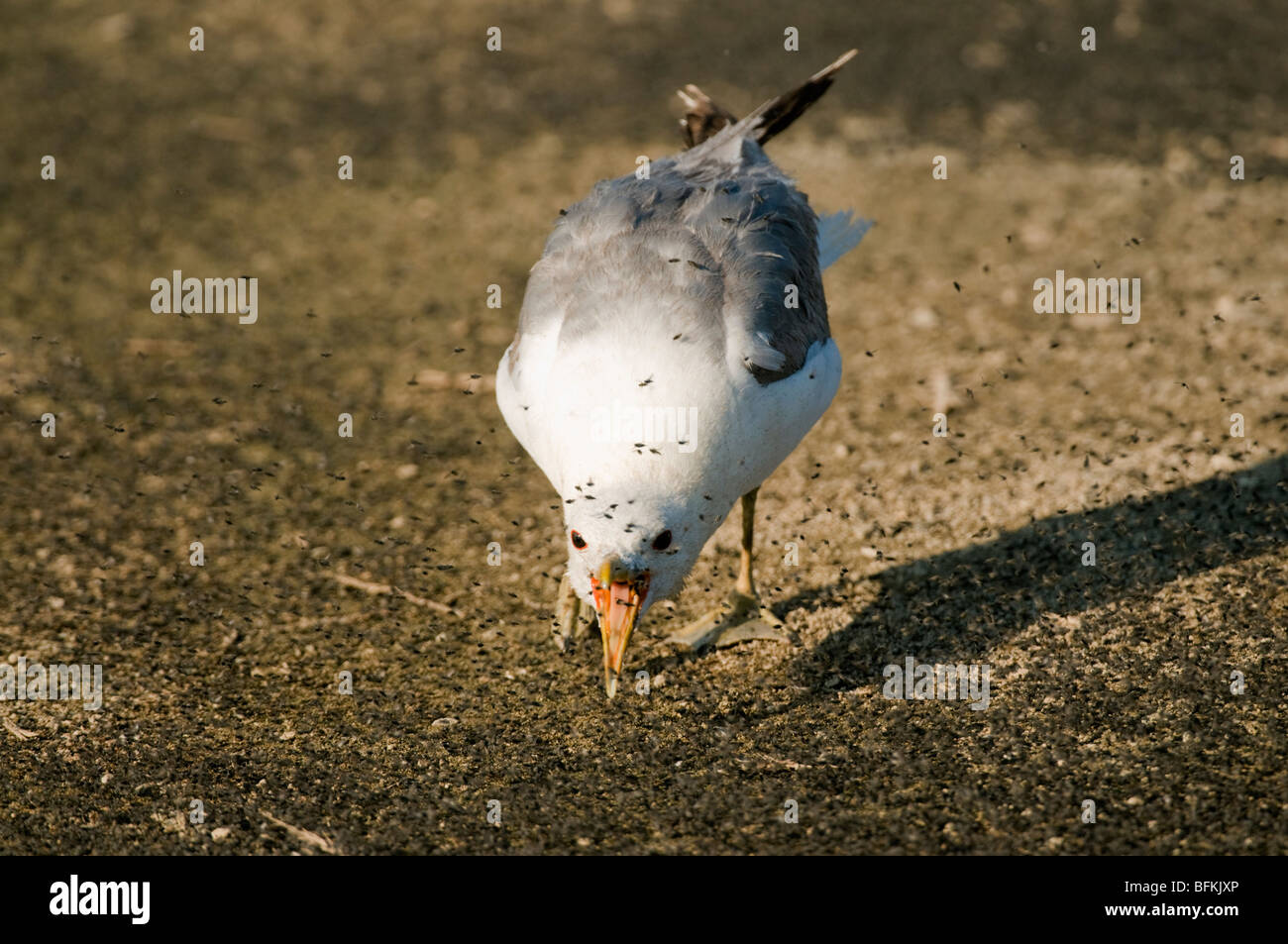 California Gull (Larus californicus) feeding on Alkali Flies (Ephydra ...