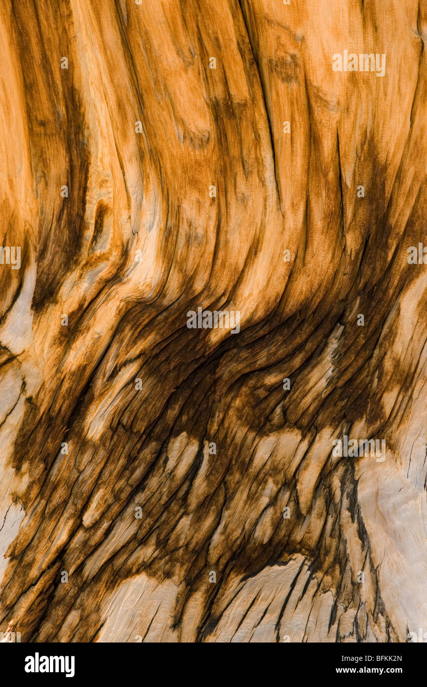Bristlecone Pine (Pinus longaeva) Detail of ancient wood textures ...