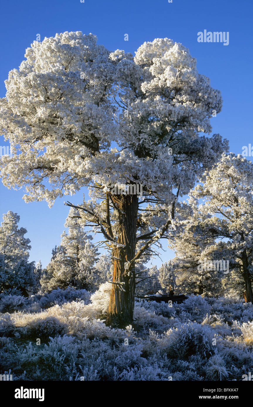An ice storm in mid winter covers the juniper trees of the Badlands ...