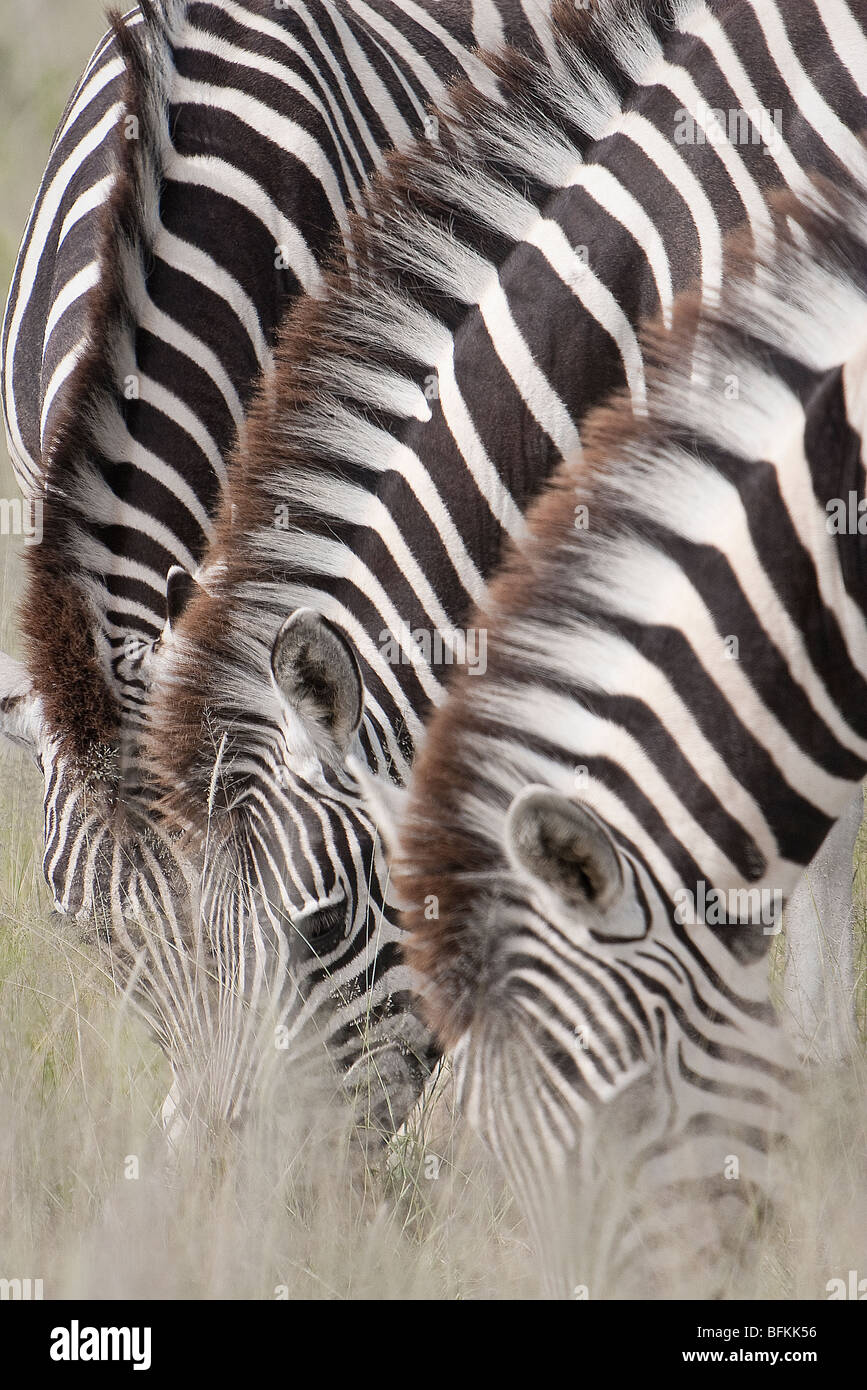 Three Burchell's Zebras graze in Etosha, Namibia, Africa. They have ...