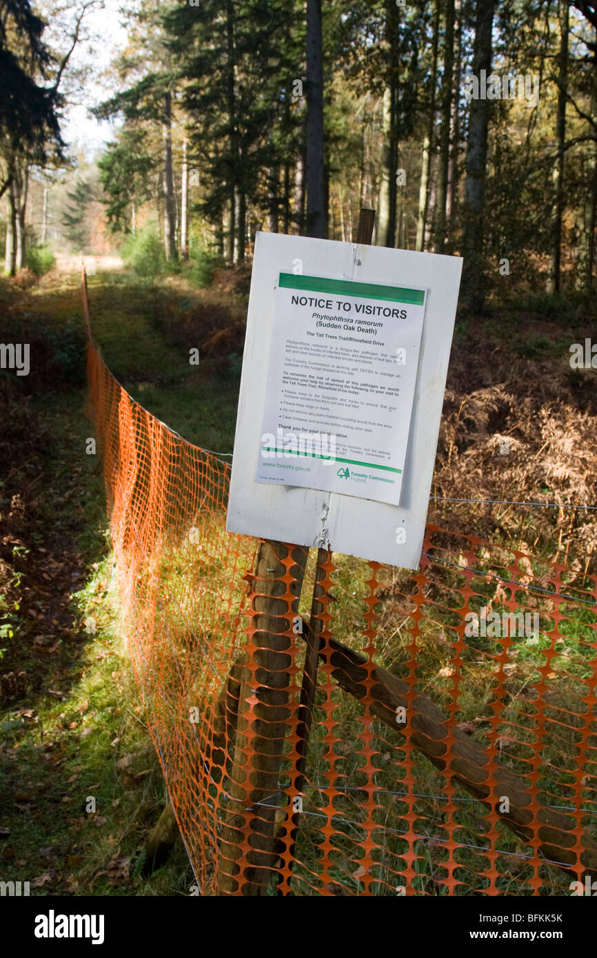 notice to visitors sudden oak death signpost autumn in the new forest ...