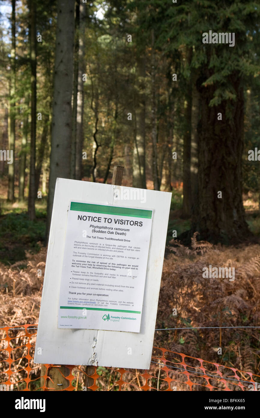 notice to visitors sudden oak death signpost autumn in the new forest ...