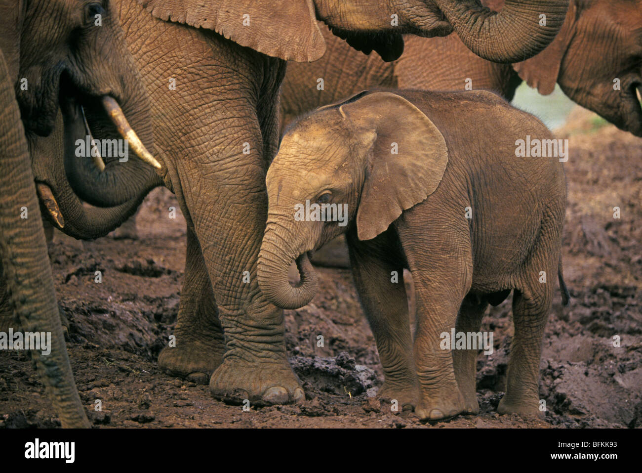 A baby elephant calf near his mother in Tarangare National Park in ...