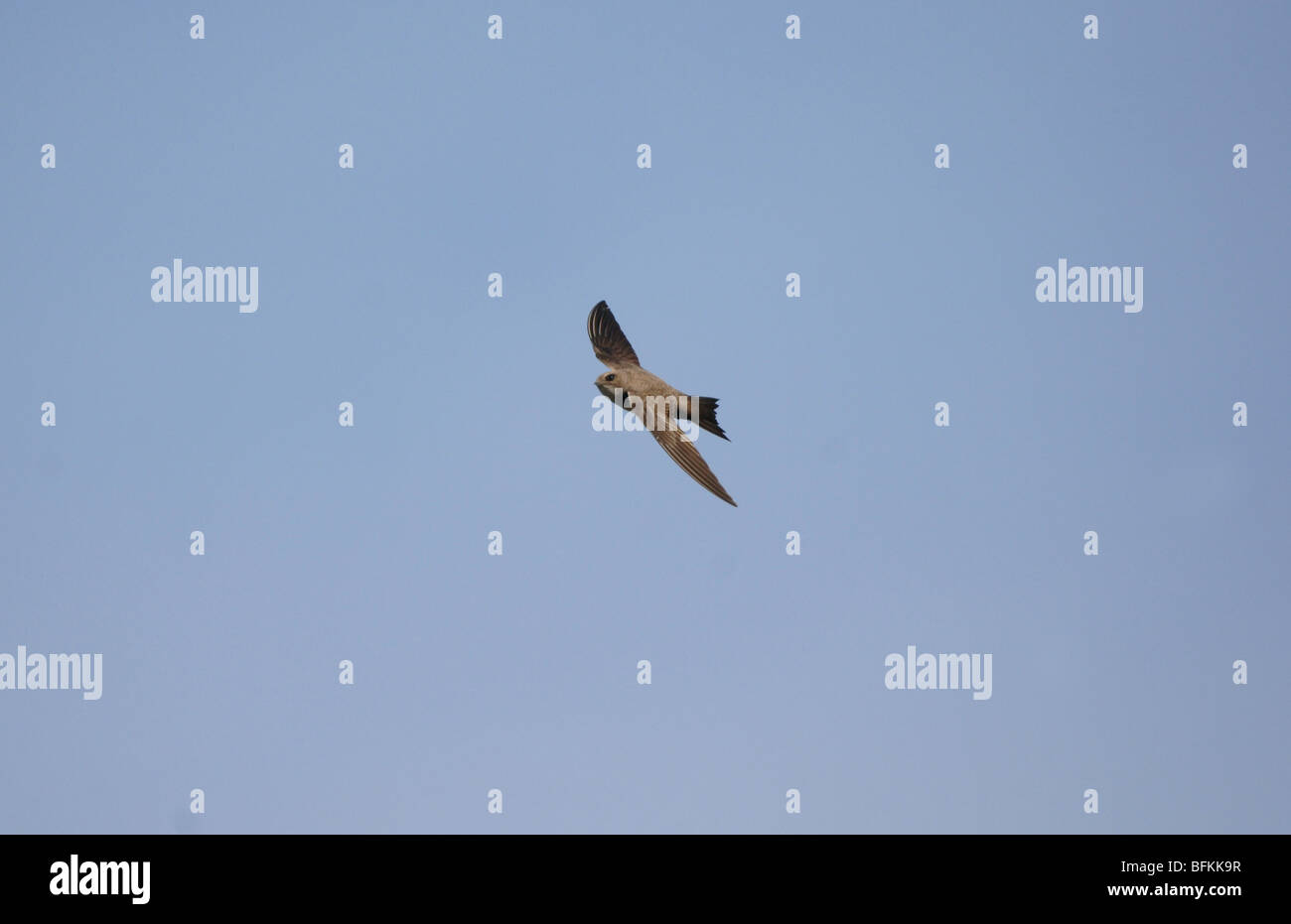 Alpine Swift flying Stock Photo - Alamy