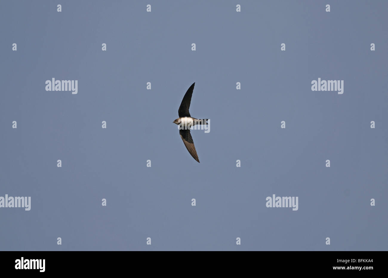 Alpine Swift flying Stock Photo - Alamy