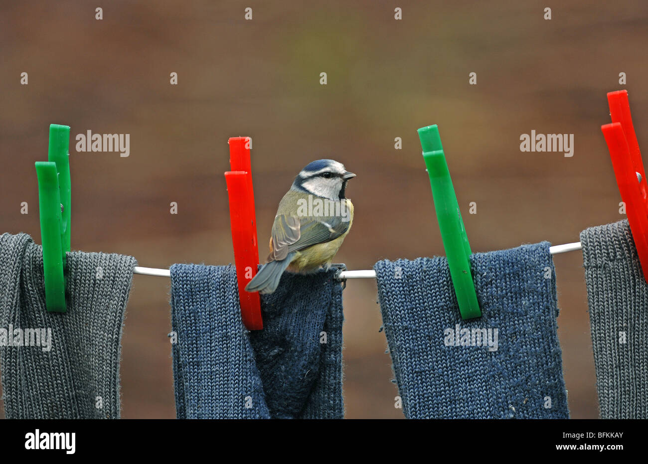 Blue Tit on washing line Stock Photo - Alamy