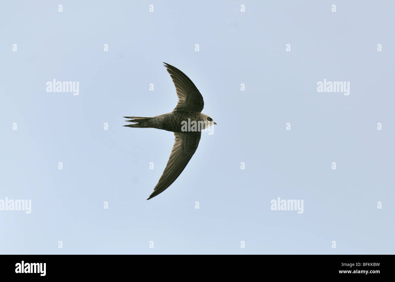 Swift in flight hi-res stock photography and images - Alamy