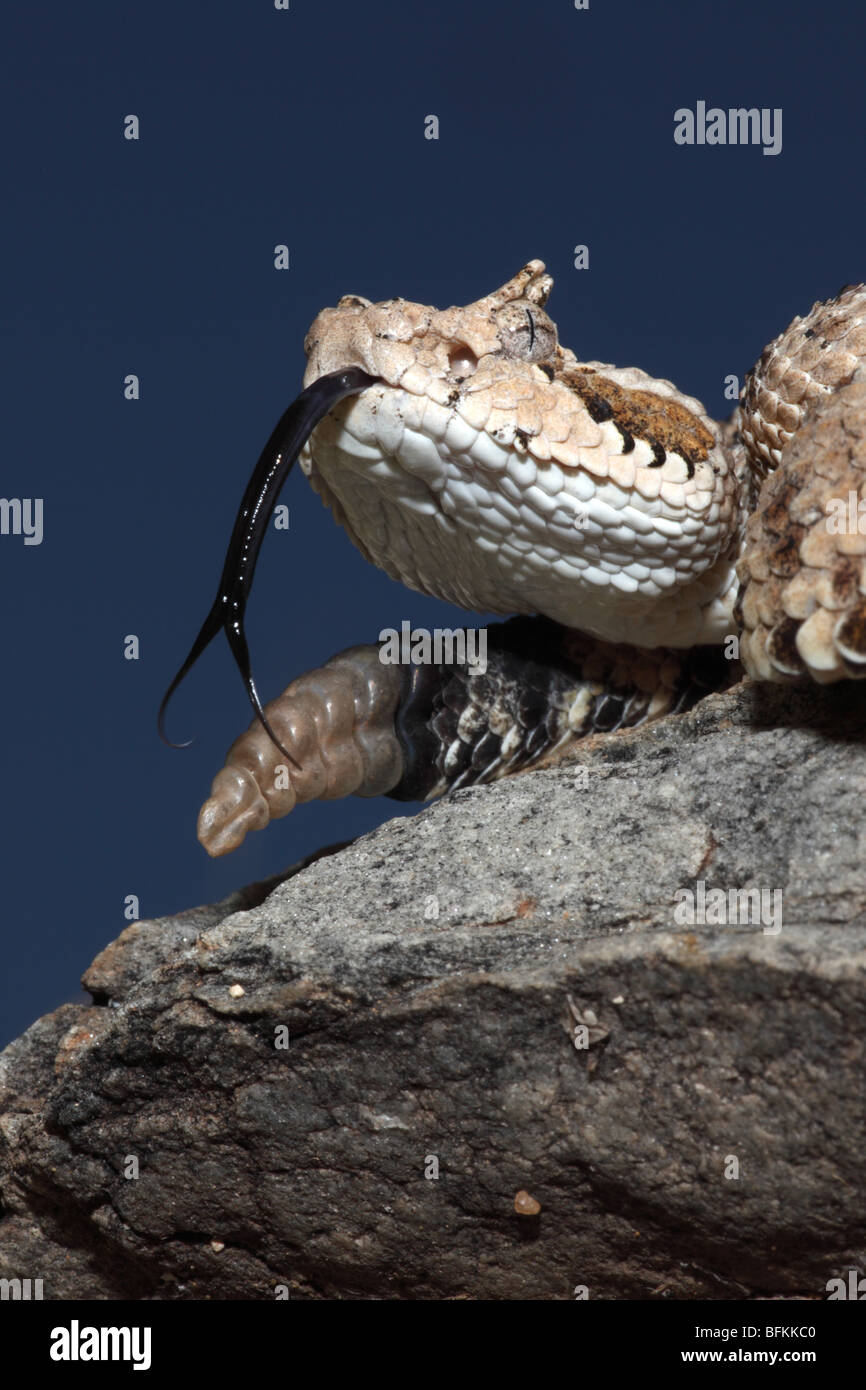 Sidewinder rattlesnakes hi-res stock photography and images - Alamy