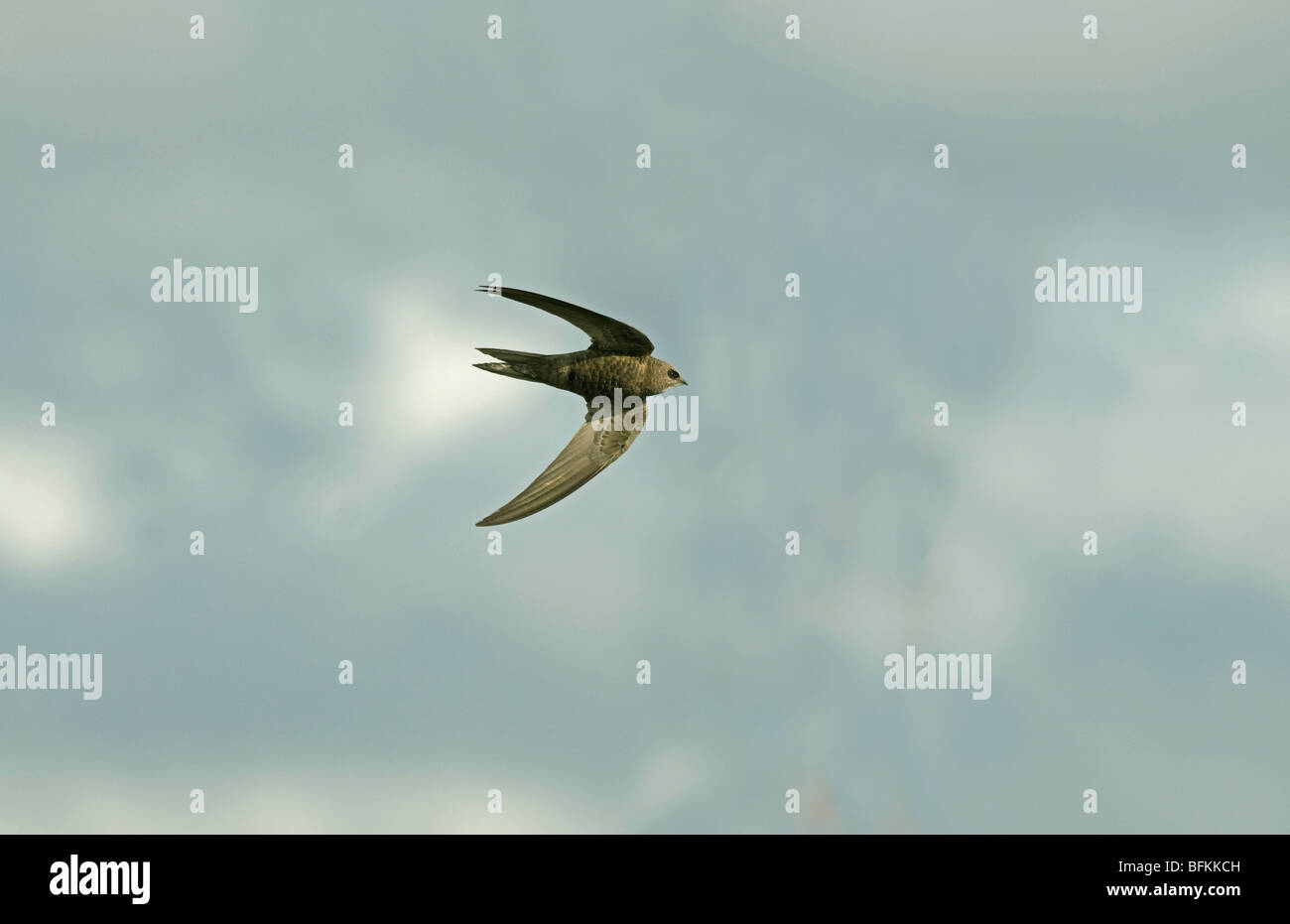 Pallid Swift in flight Stock Photo - Alamy