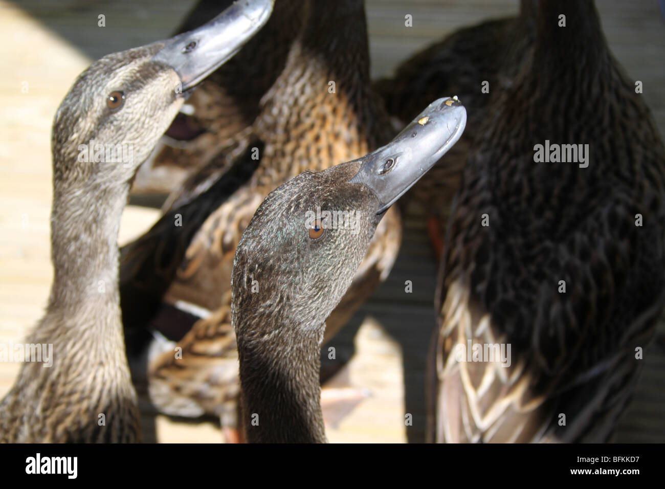 Mallard hen ducks begging for fish and chips at The Plough Inn ...