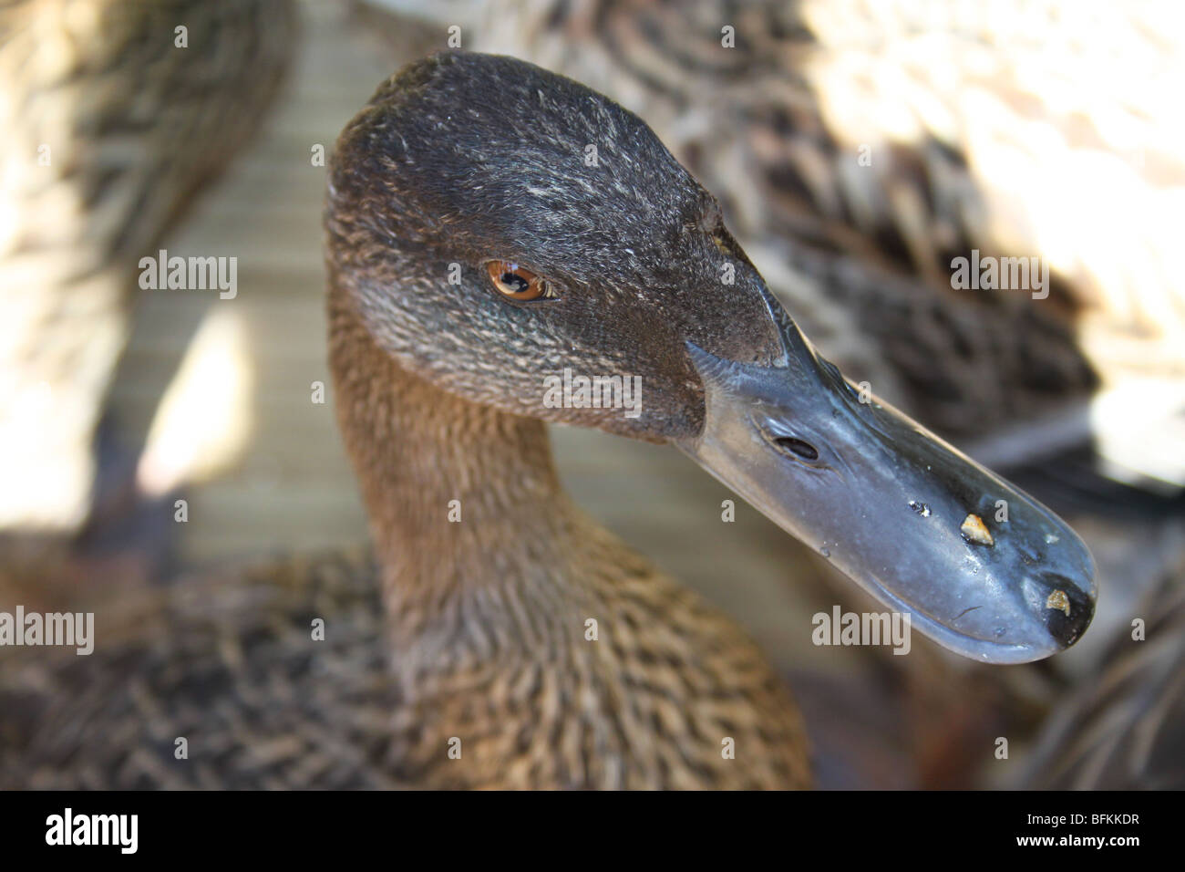 Mallard hen ducks begging for fish and chips at The Plough Inn ...