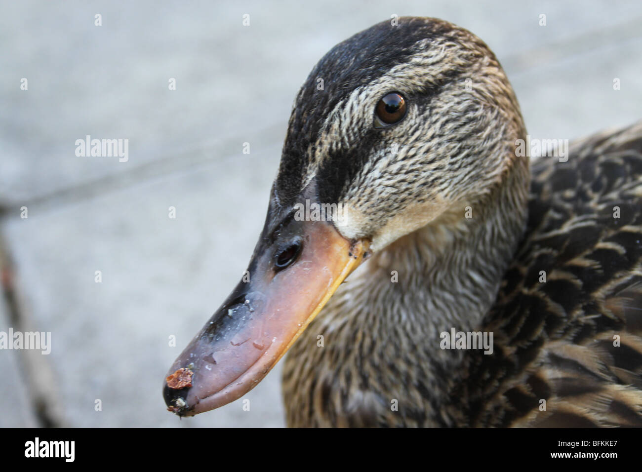 Mallard hen hi-res stock photography and images - Alamy