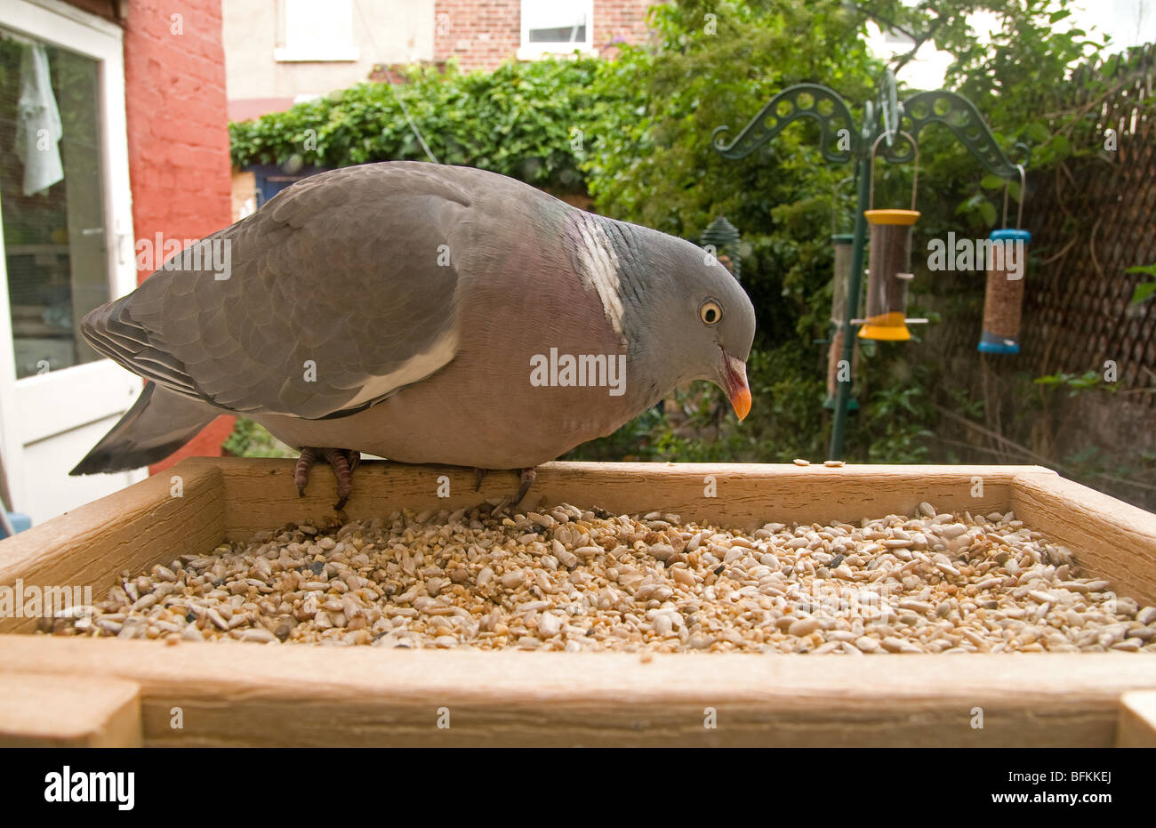 Wide angle photo of bird on bird table hi-res stock photography and ...
