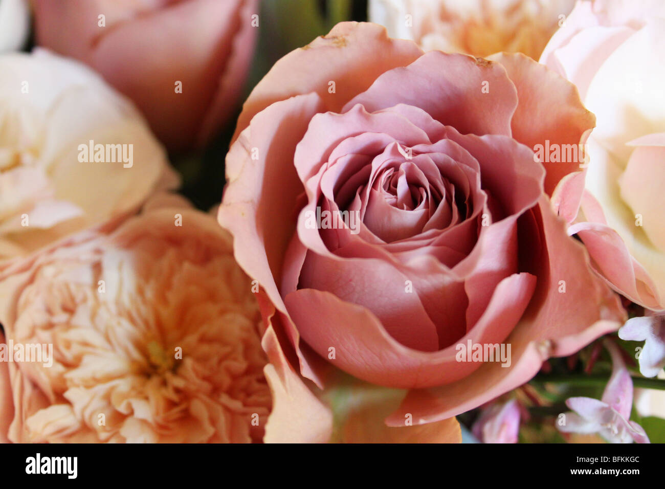 A bunch of dusky pink Roses, The Cotswolds Stock Photo - Alamy