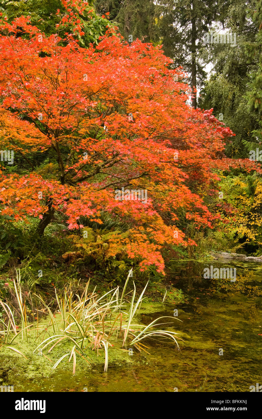 Fall colors in the Washington Park Arboretum of Seattle, Washington ...