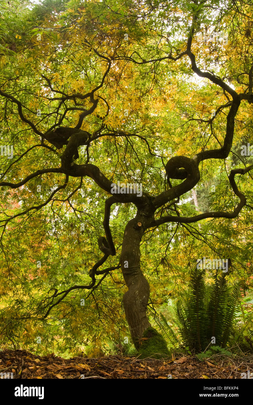 Fall colors in the Washington Park Arboretum of Seattle, Washington ...