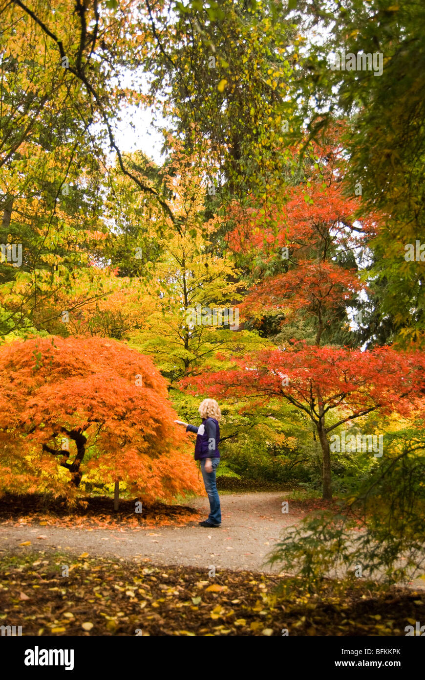 A woman enjoys the fall colors in the Washington Park Arboretum in ...