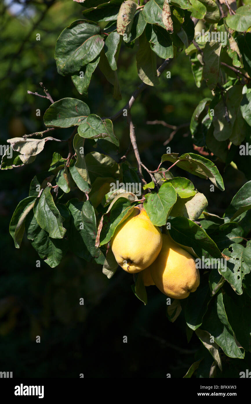 Vranja Quince Tree With Images Fruit Trees Fruit How to prune quince ...