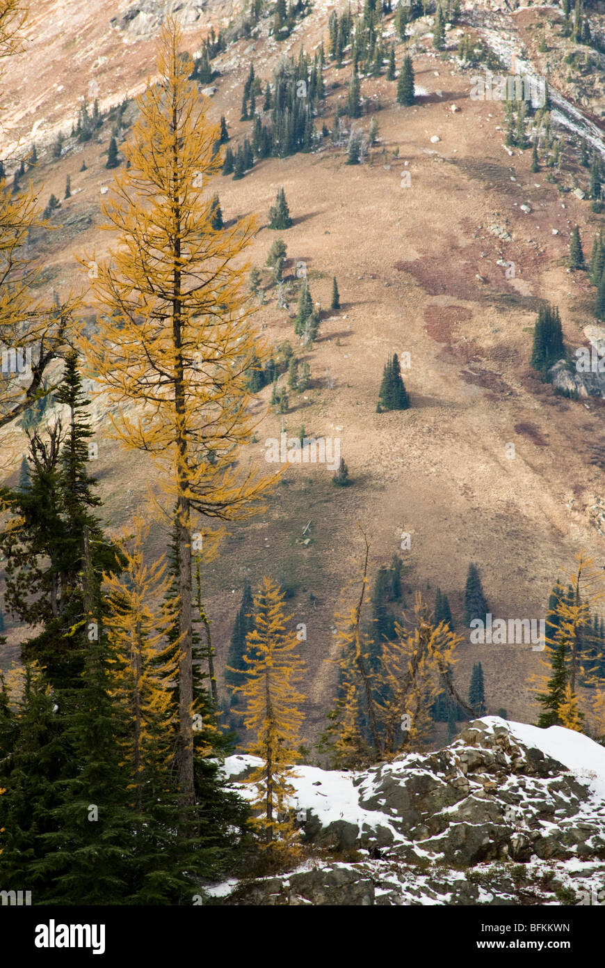 A larch displaying its fall color in Washington's North Cascades Stock ...