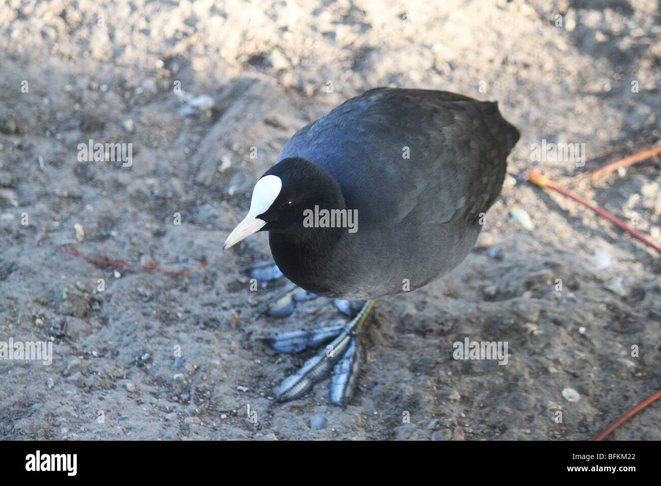 A coot with large blue lobed toes, Crystal Palace park, London Stock ...