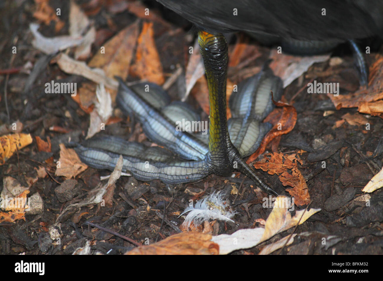 Bird with webbed feet hi-res stock photography and images - Alamy